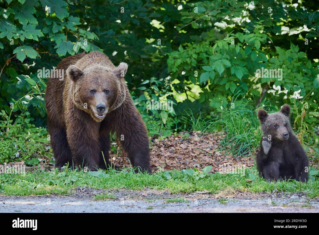 The brown bear Photographed in Transfagarasan, Romania. A place that ...