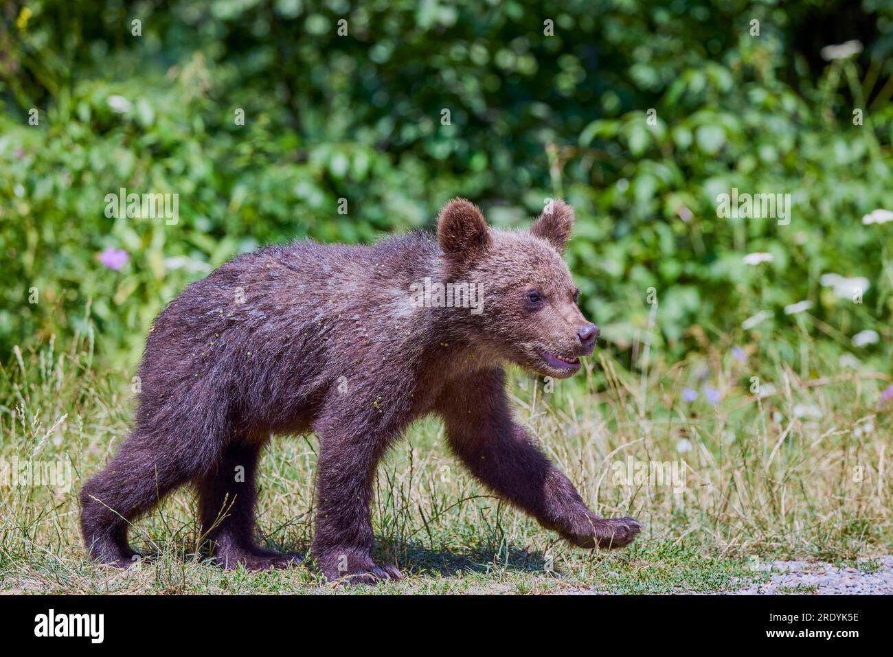 The brown bear Photographed in Transfagarasan, Romania. A place that ...