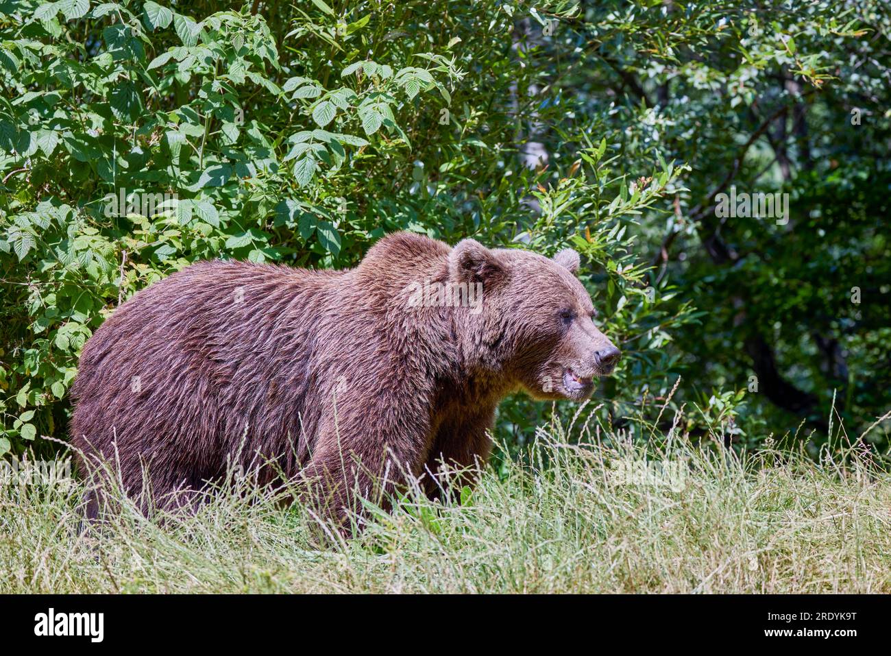 The brown bear Photographed in Transfagarasan, Romania. A place that ...
