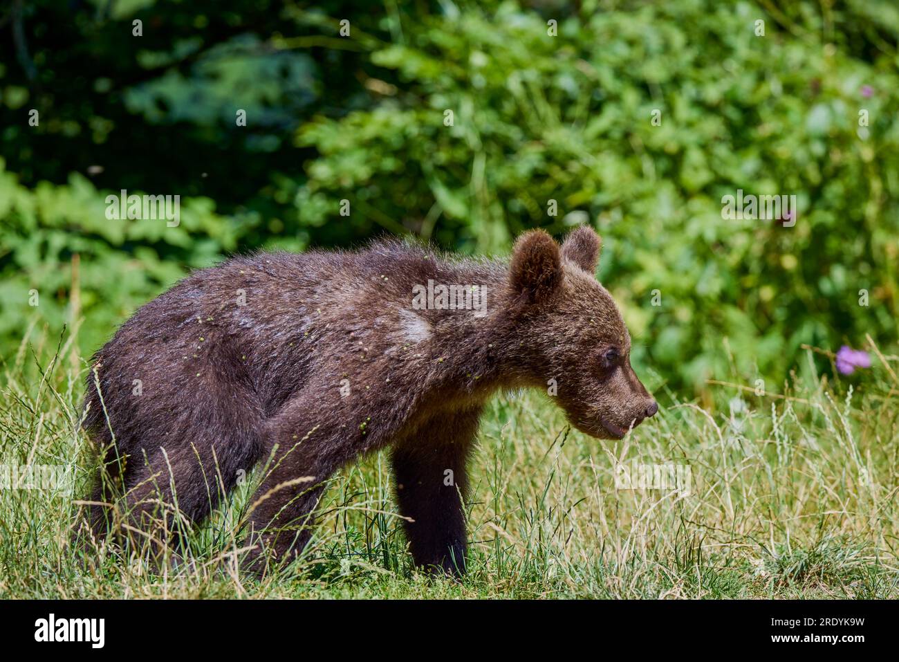 The brown bear Photographed in Transfagarasan, Romania. A place that ...