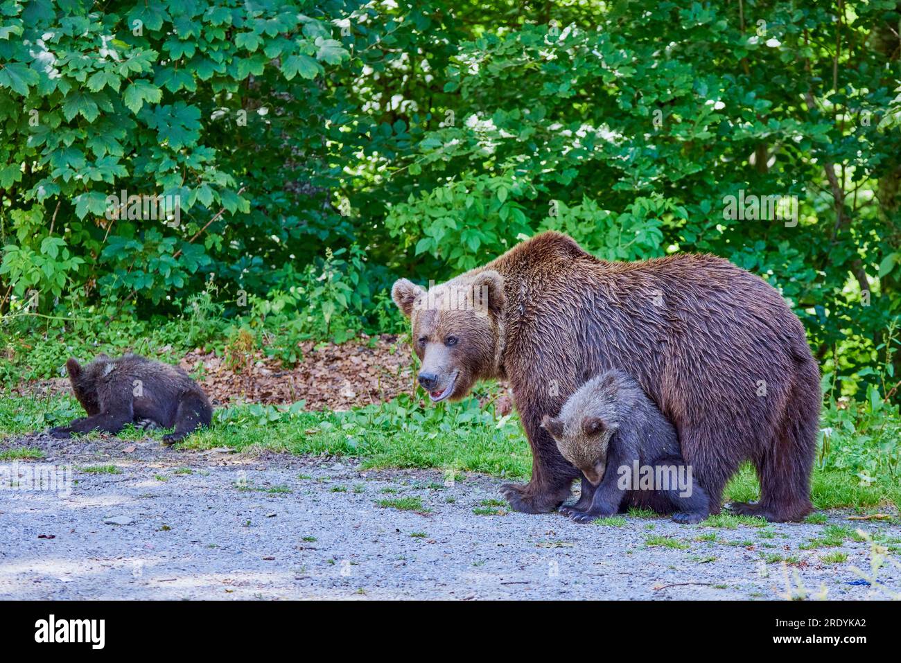 The brown bear Photographed in Transfagarasan, Romania. A place that ...