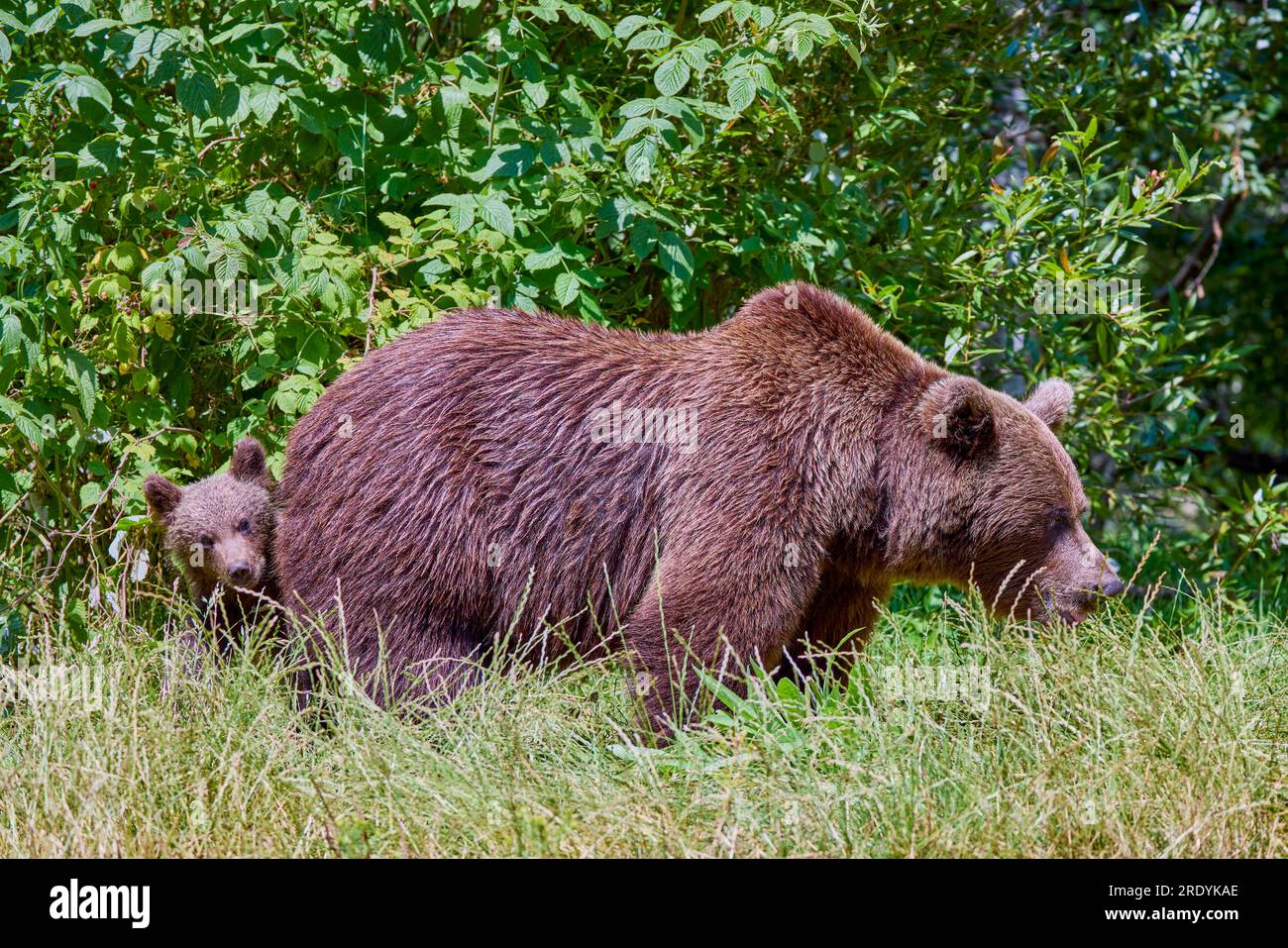 The brown bear Photographed in Transfagarasan, Romania. A place that ...