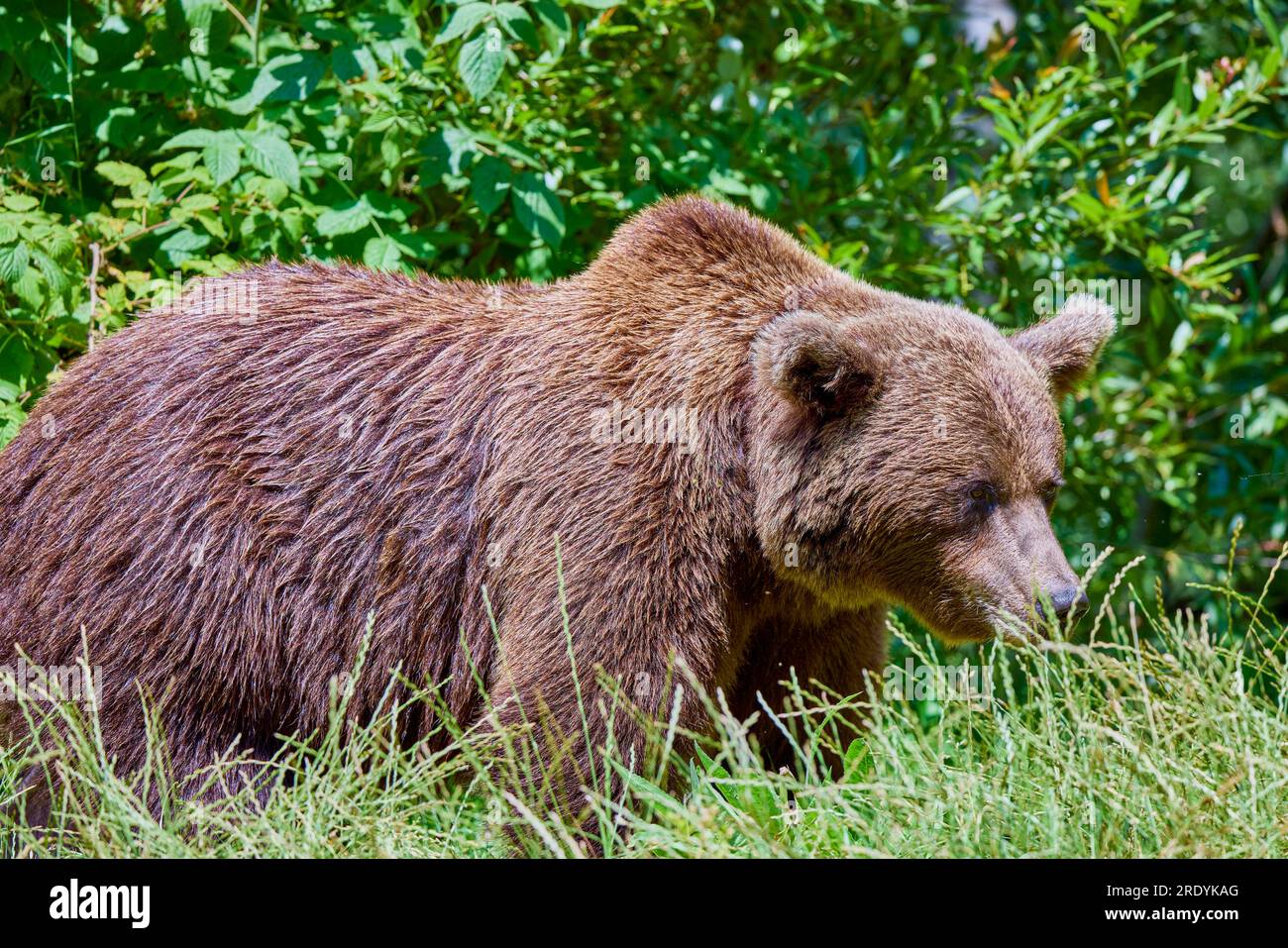 The brown bear Photographed in Transfagarasan, Romania. A place that ...