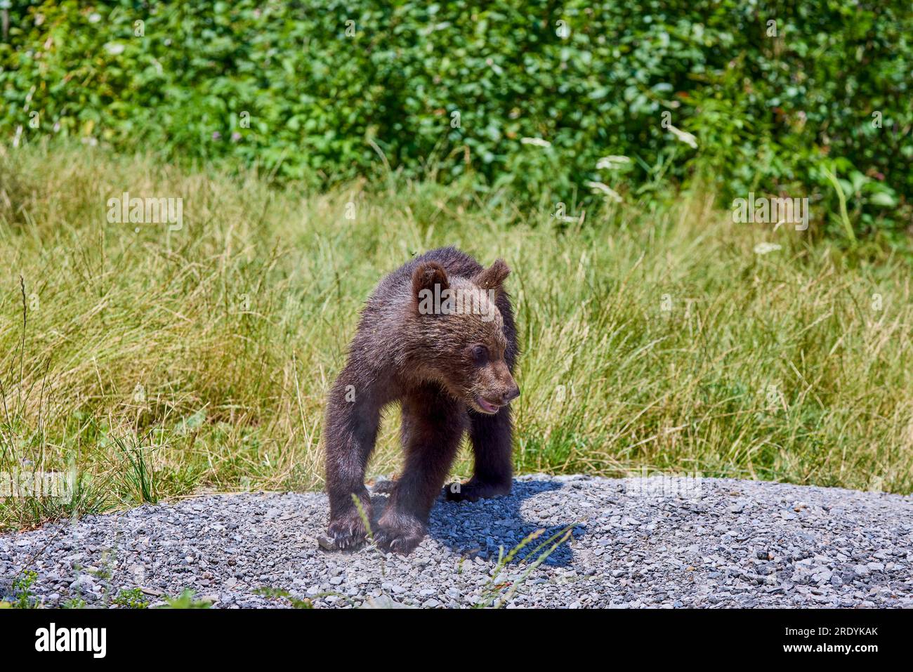 The brown bear Photographed in Transfagarasan, Romania. A place that ...