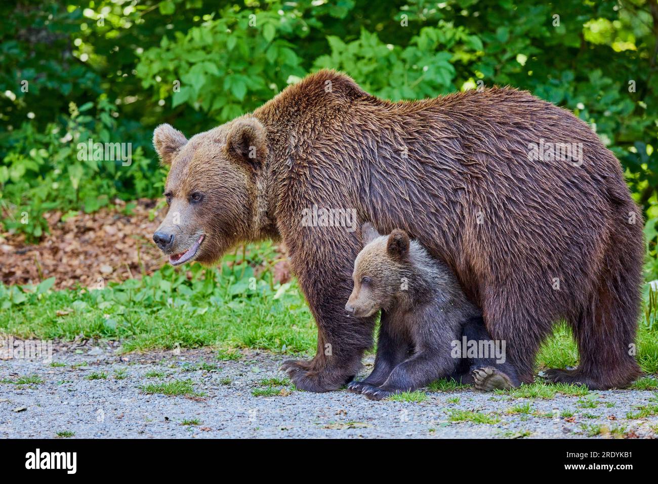 The brown bear Photographed in Transfagarasan, Romania. A place that ...