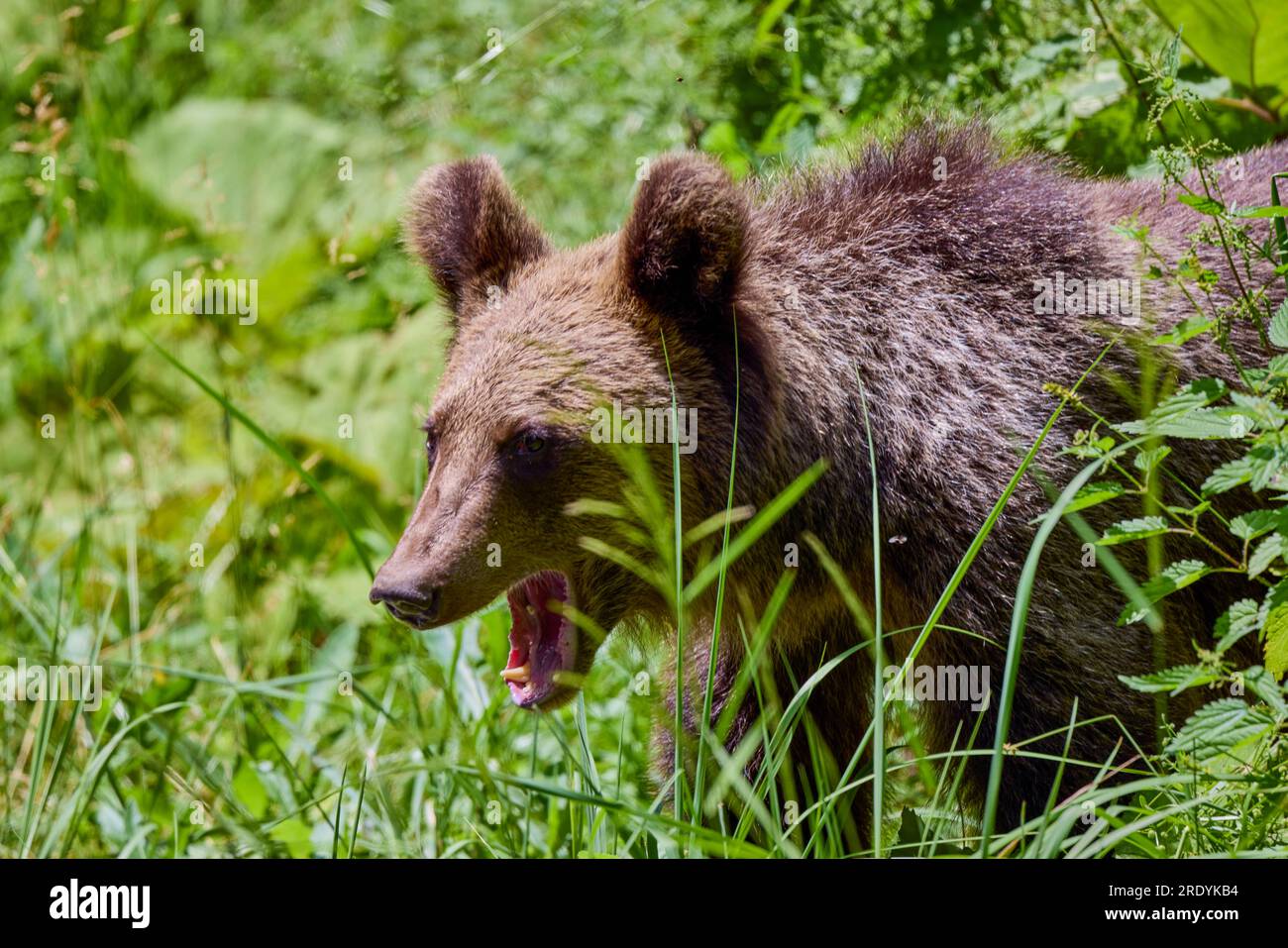 The brown bear Photographed in Transfagarasan, Romania. A place that ...