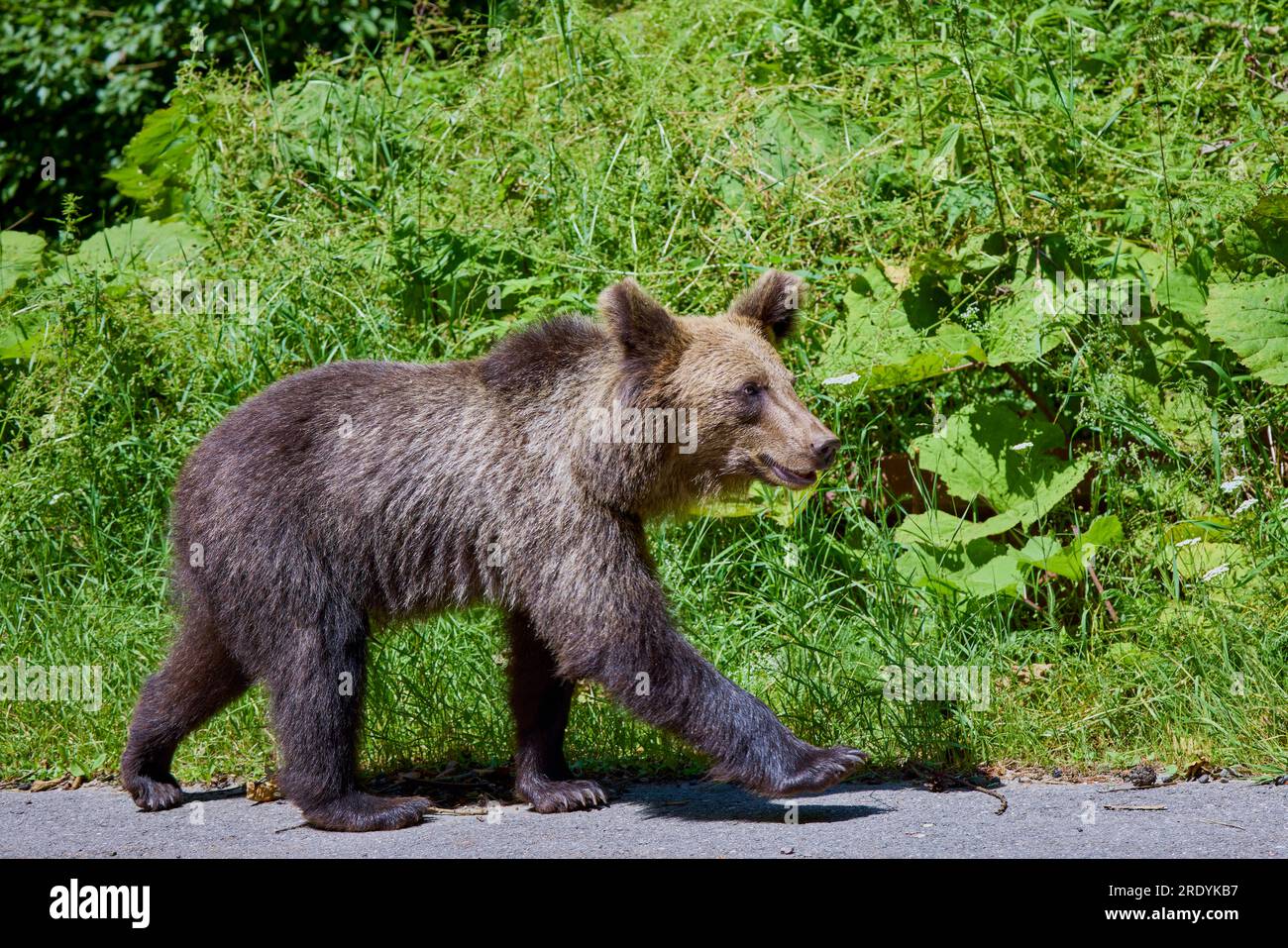 The brown bear Photographed in Transfagarasan, Romania. A place that ...