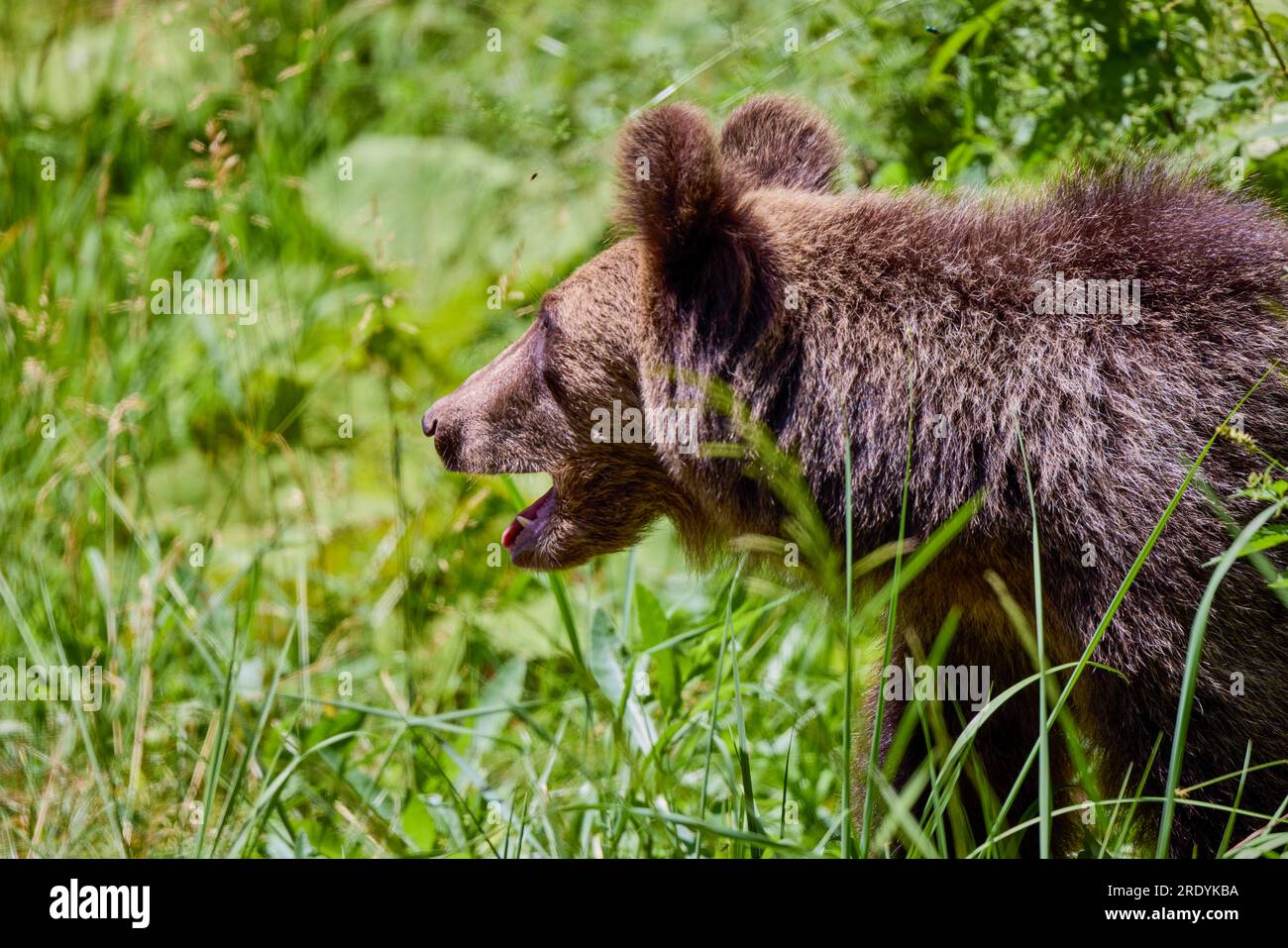 The brown bear Photographed in Transfagarasan, Romania. A place that ...
