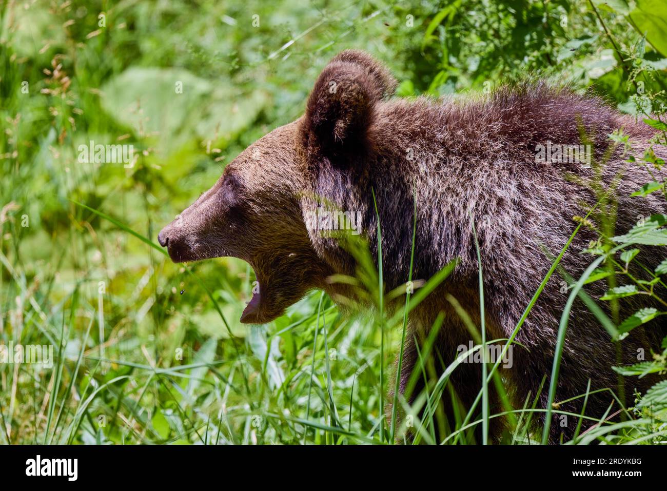 The brown bear Photographed in Transfagarasan, Romania. A place that ...