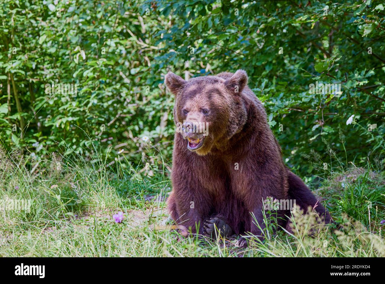 The brown bear Photographed in Transfagarasan, Romania. A place that ...