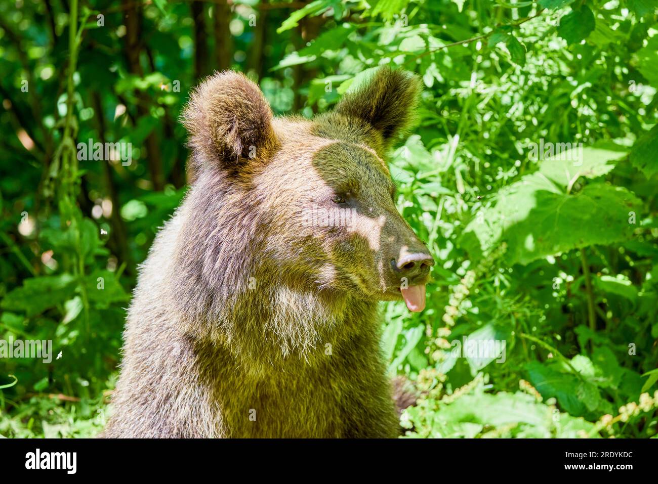 The brown bear Photographed in Transfagarasan, Romania. A place that ...