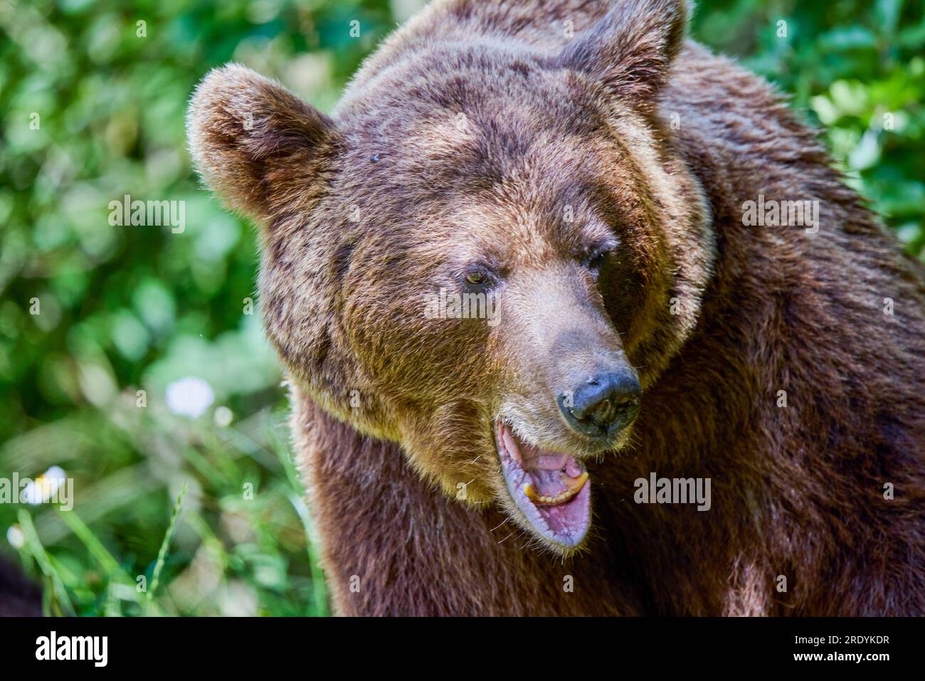 The brown bear Photographed in Transfagarasan, Romania. A place that ...