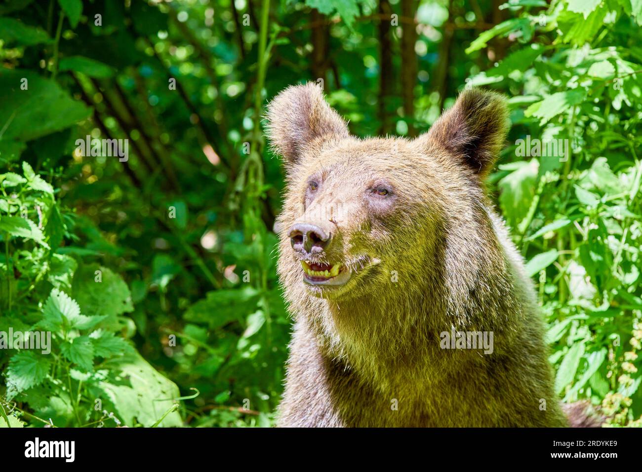 The brown bear Photographed in Transfagarasan, Romania. A place that ...