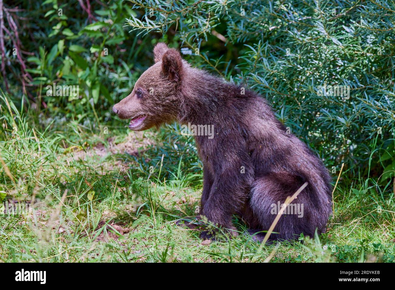 The brown bear Photographed in Transfagarasan, Romania. A place that ...