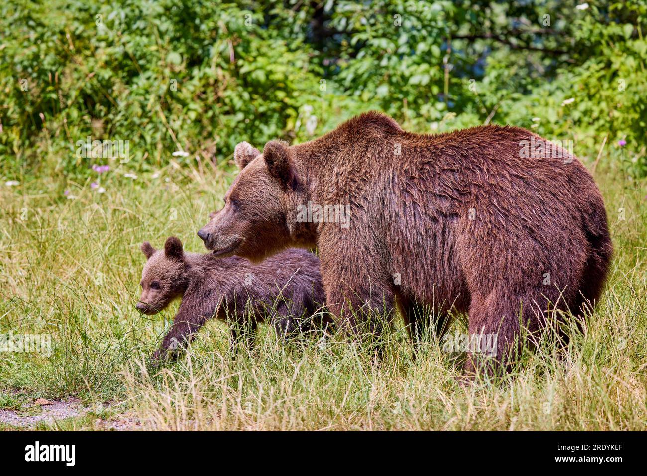 The brown bear Photographed in Transfagarasan, Romania. A place that ...
