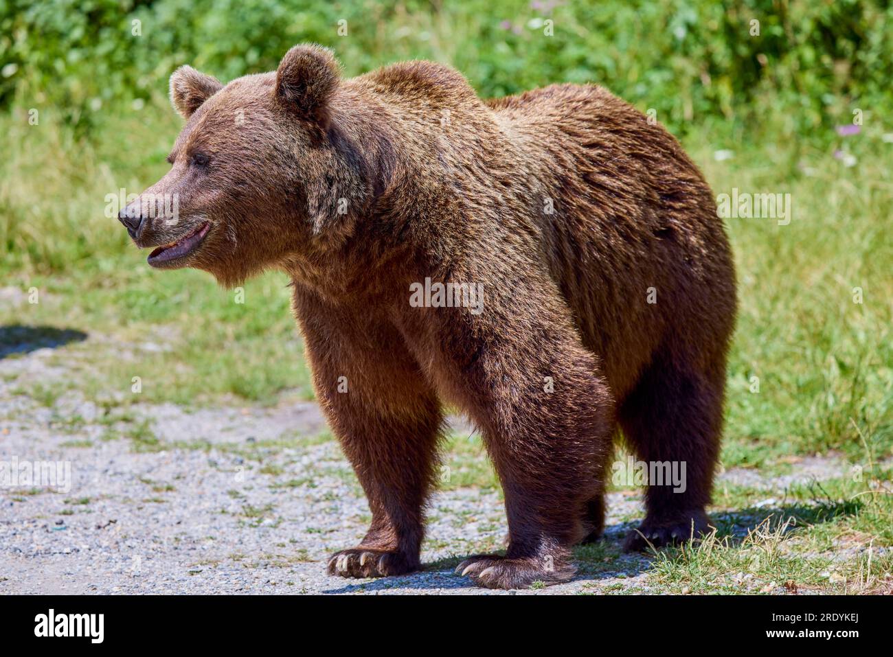 The brown bear Photographed in Transfagarasan, Romania. A place that ...