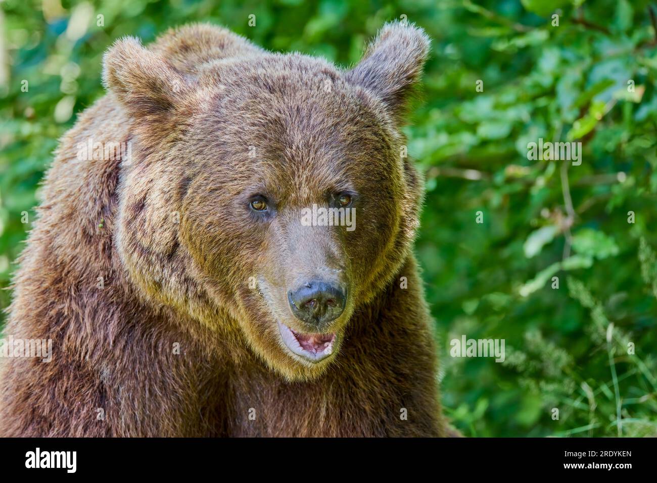 The brown bear Photographed in Transfagarasan, Romania. A place that ...