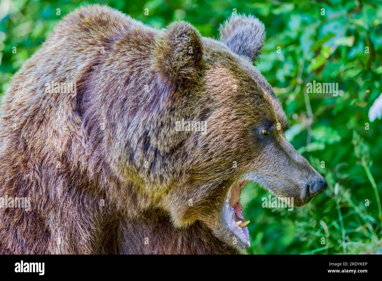 The brown bear Photographed in Transfagarasan, Romania. A place that ...