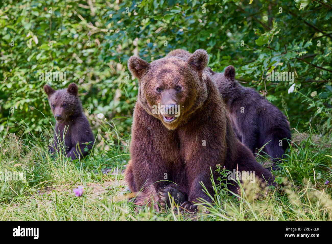 The brown bear Photographed in Transfagarasan, Romania. A place that ...