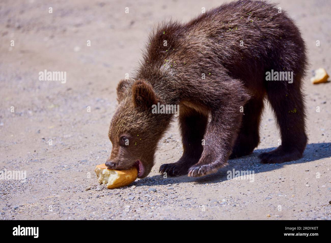 The brown bear Photographed in Transfagarasan, Romania. A place that ...