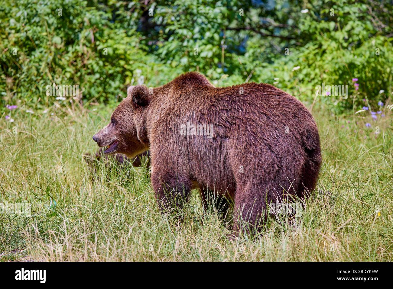 The brown bear Photographed in Transfagarasan, Romania. A place that ...