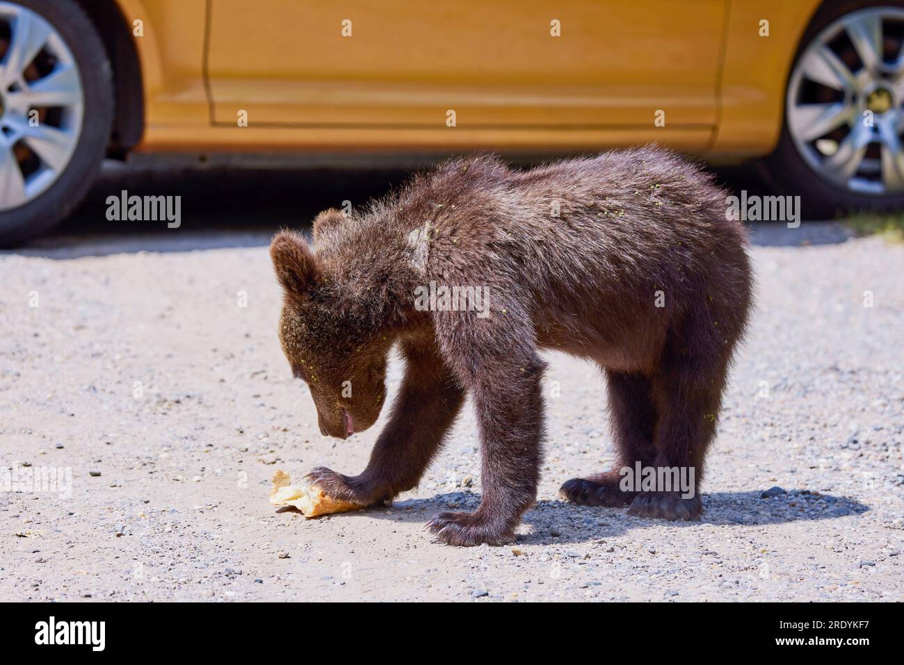 The brown bear Photographed in Transfagarasan, Romania. A place that ...