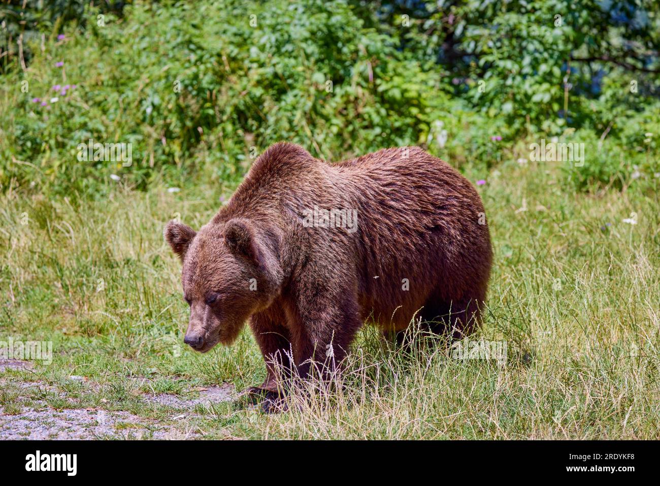 The brown bear Photographed in Transfagarasan, Romania. A place that ...