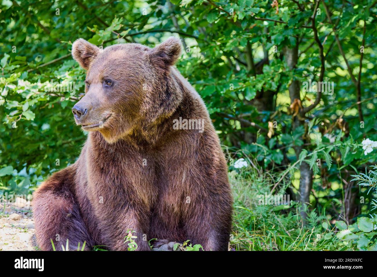 The brown bear Photographed in Transfagarasan, Romania. A place that ...
