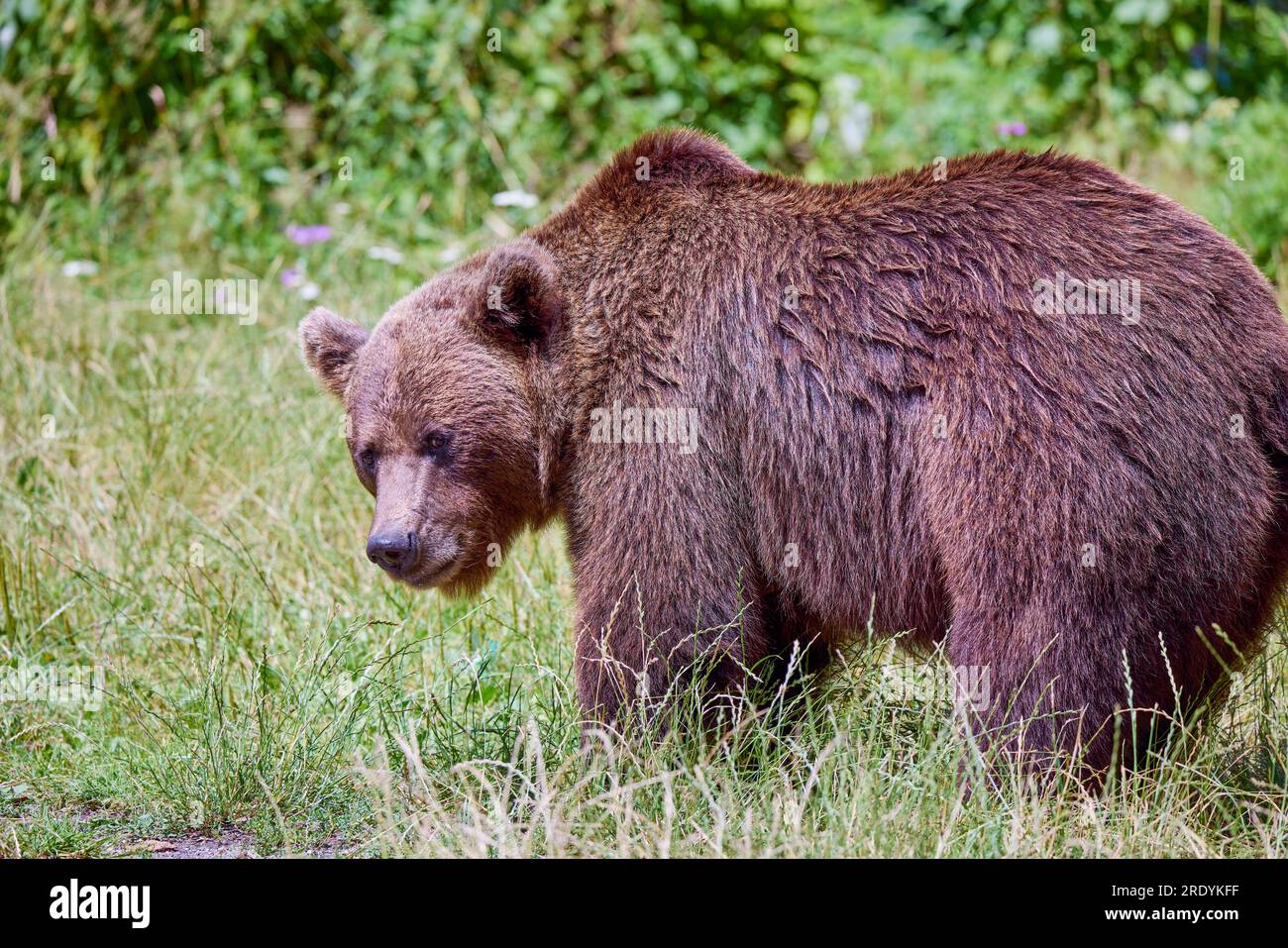 The brown bear Photographed in Transfagarasan, Romania. A place that ...