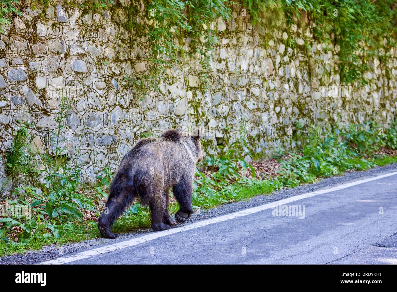 The brown bear Photographed in Transfagarasan, Romania. A place that ...
