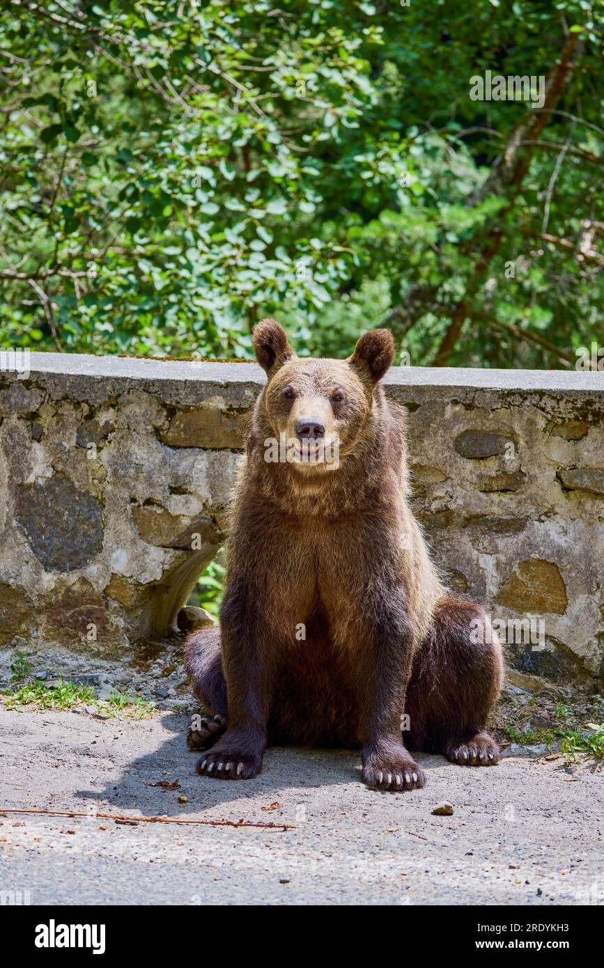 The brown bear Photographed in Transfagarasan, Romania. A place that ...