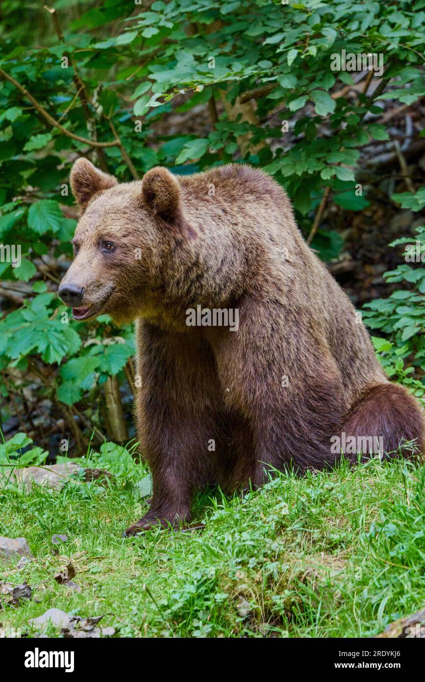 The brown bear Photographed in Transfagarasan, Romania. A place that ...