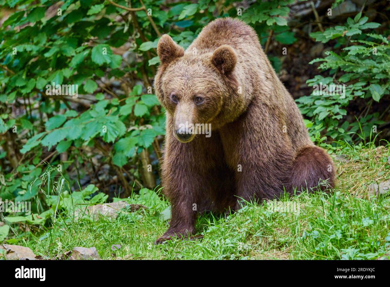 The brown bear Photographed in Transfagarasan, Romania. A place that ...