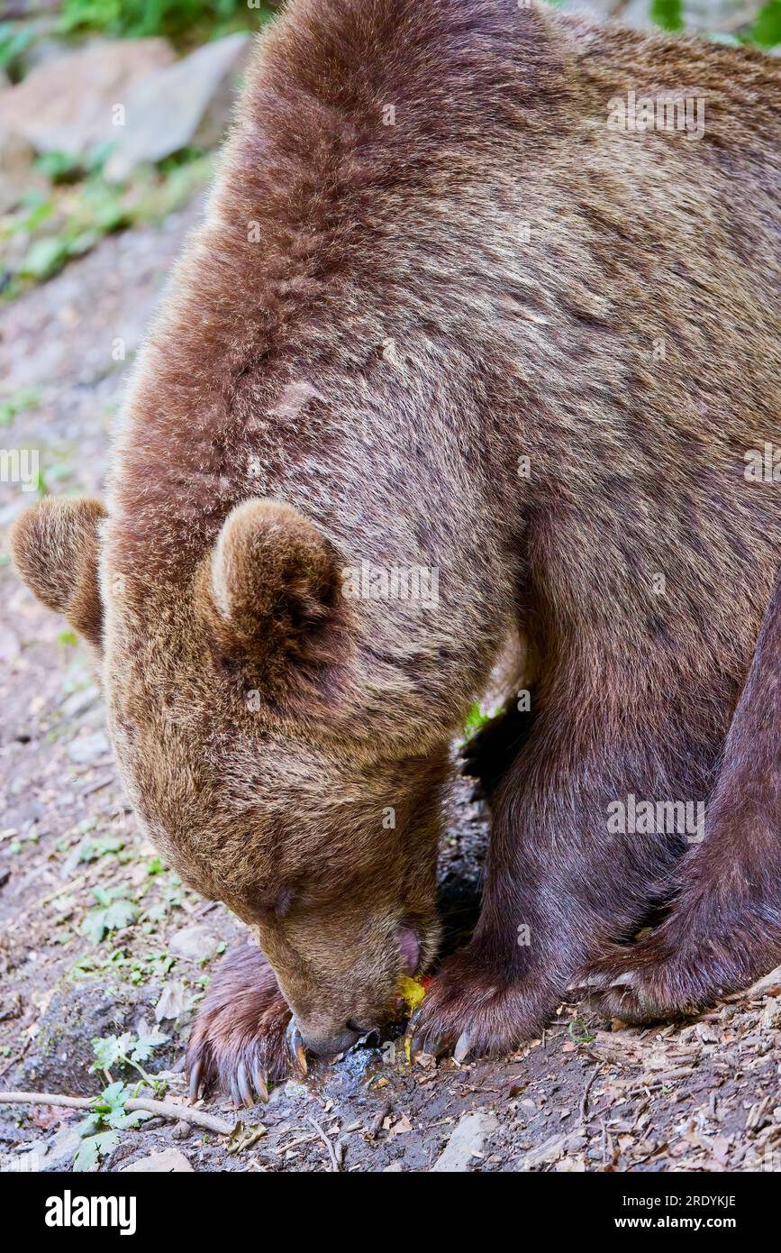 The brown bear Photographed in Transfagarasan, Romania. A place that ...