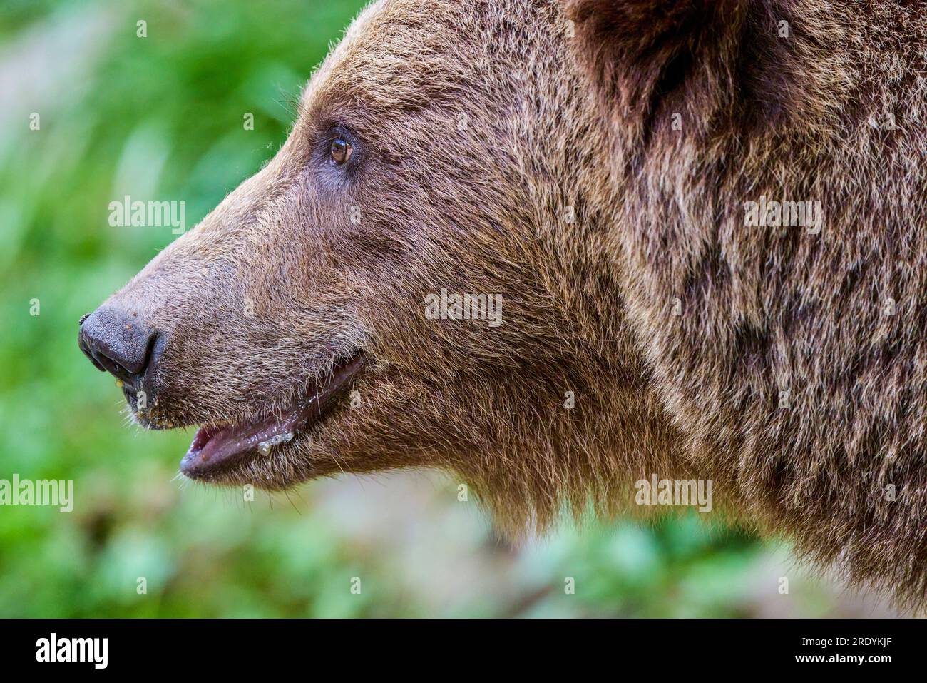 The brown bear Photographed in Transfagarasan, Romania. A place that ...