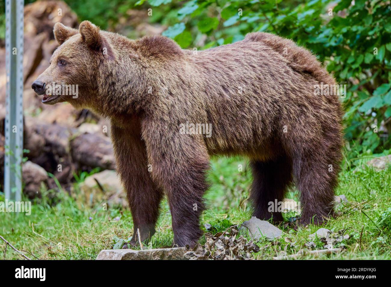 The brown bear Photographed in Transfagarasan, Romania. A place that ...
