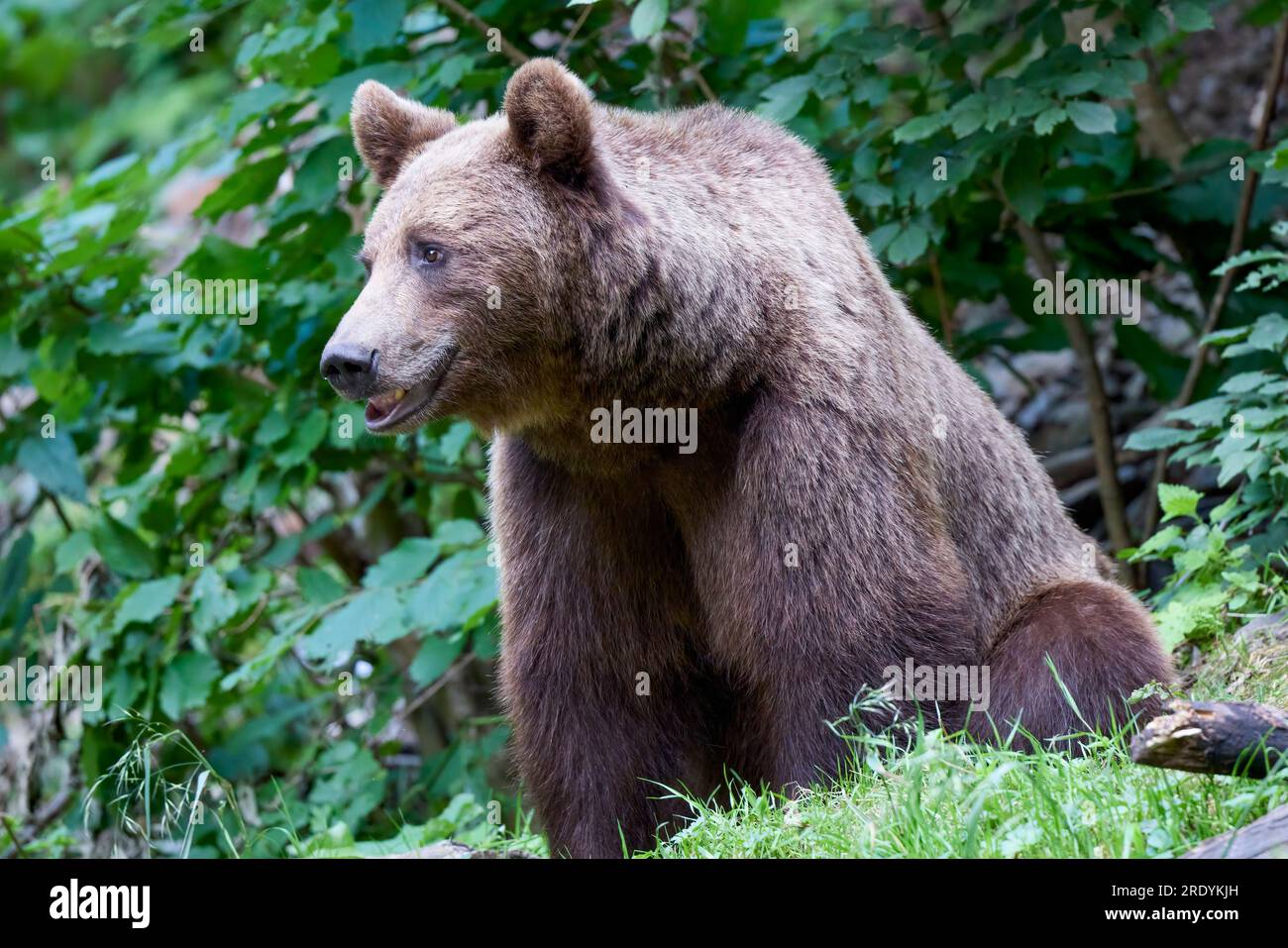 The brown bear Photographed in Transfagarasan, Romania. A place that ...
