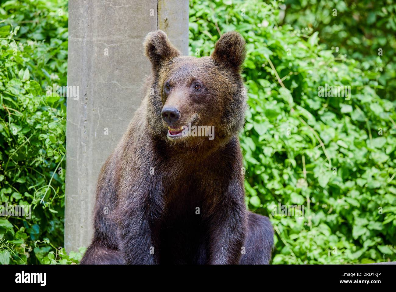 The brown bear Photographed in Transfagarasan, Romania. A place that ...