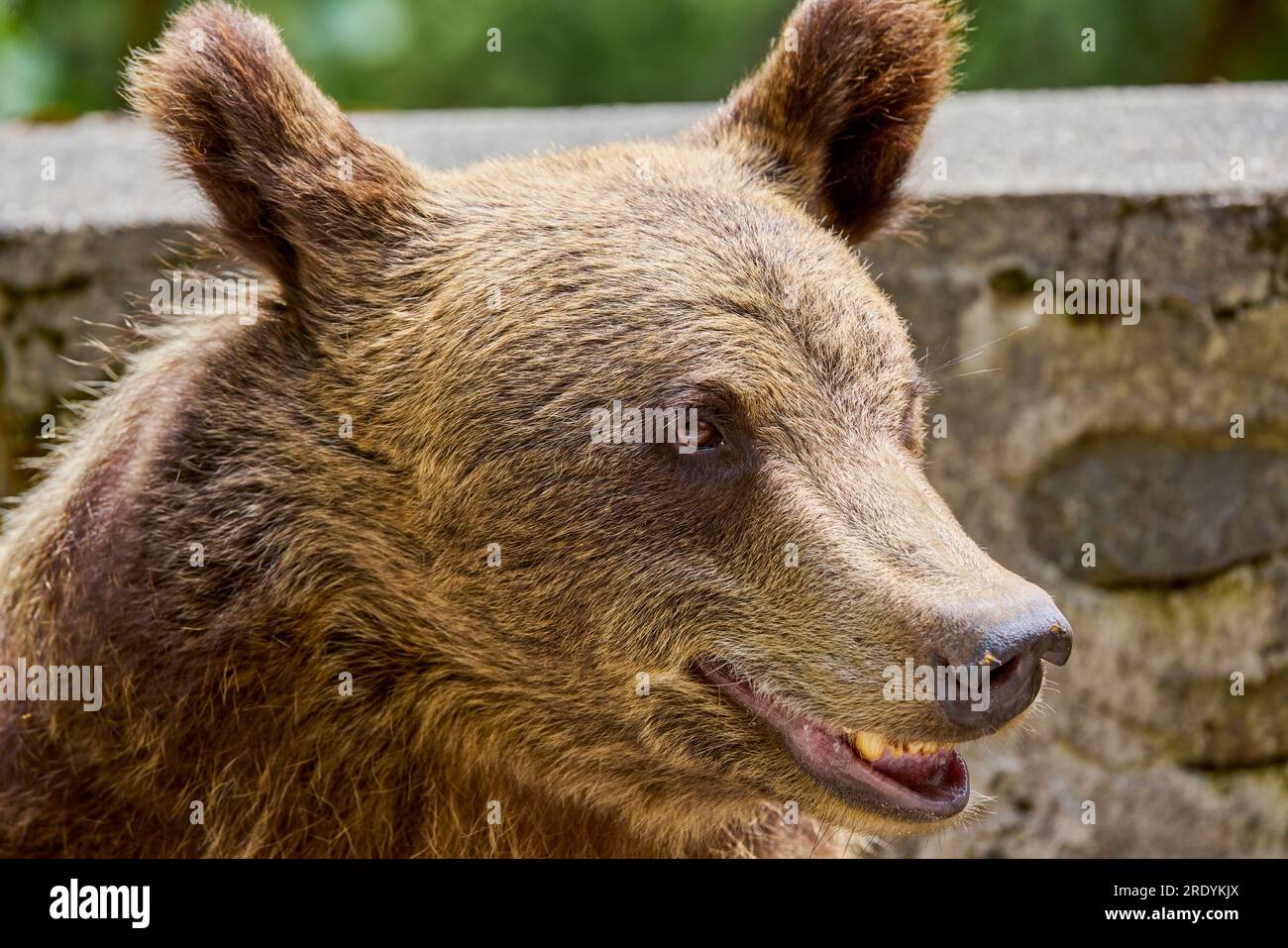 The brown bear Photographed in Transfagarasan, Romania. A place that ...