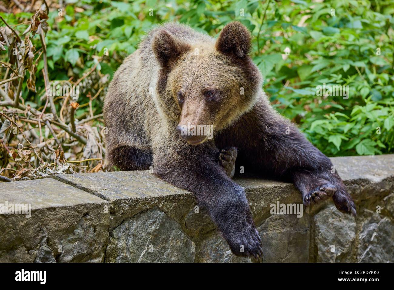 The brown bear Photographed in Transfagarasan, Romania. A place that ...