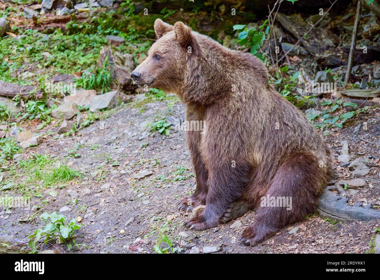 The brown bear Photographed in Transfagarasan, Romania. A place that ...