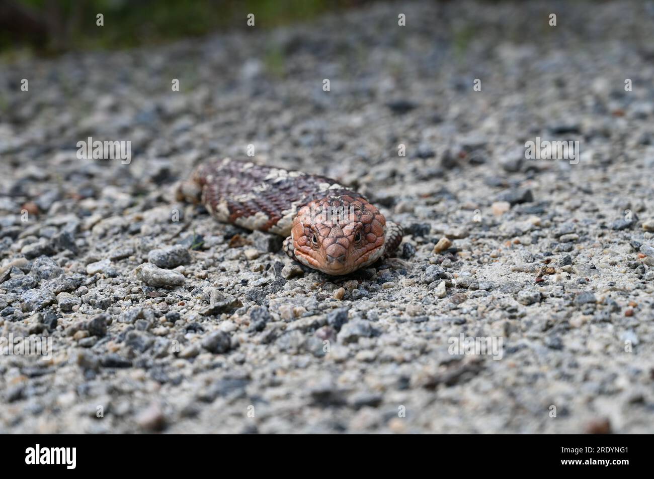 West Australian Bobtail Stock Photo - Alamy