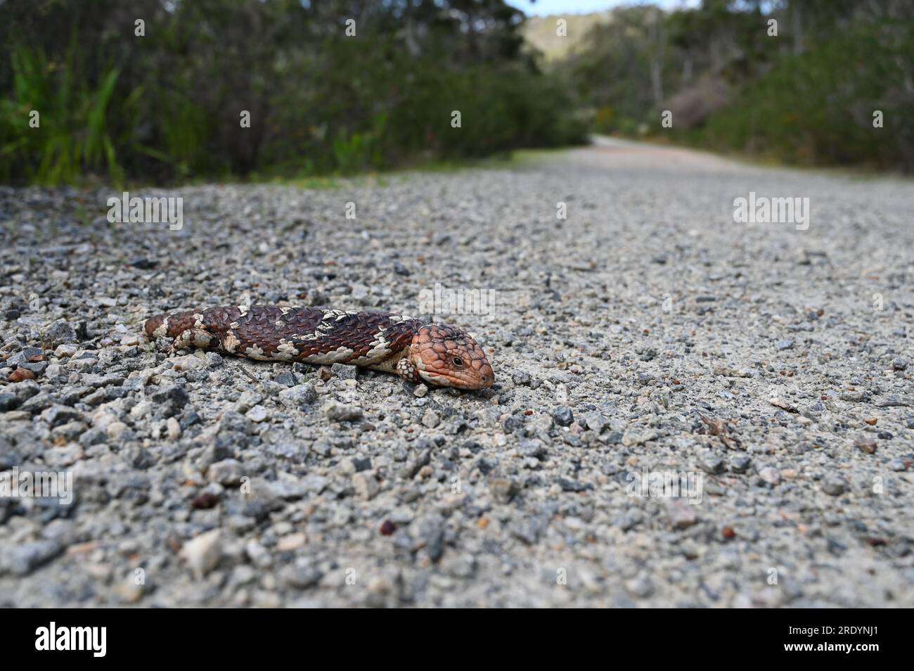 West Australian Bobtail Stock Photo - Alamy