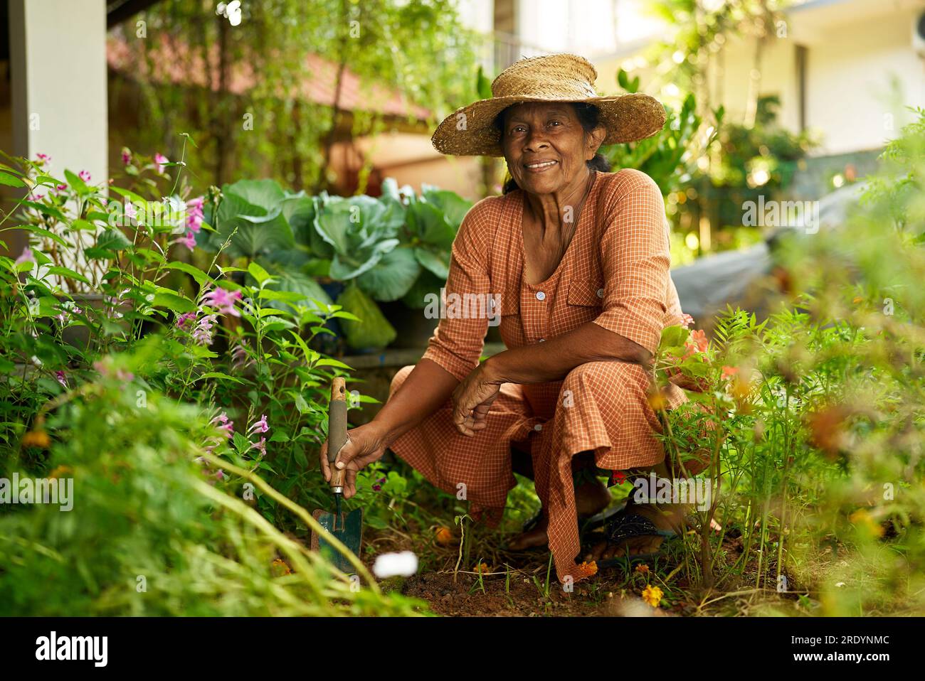 Senior Indian female farmer planting flowers smiling happily. Elderly ...