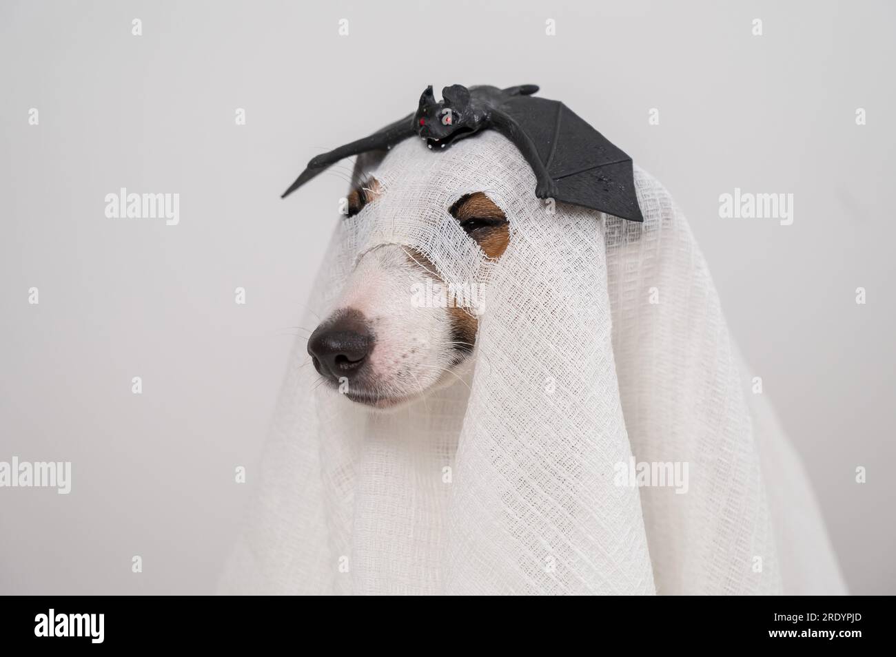 Dog Jack Russell Terrier in a ghost costume with a bat on his head on a ...