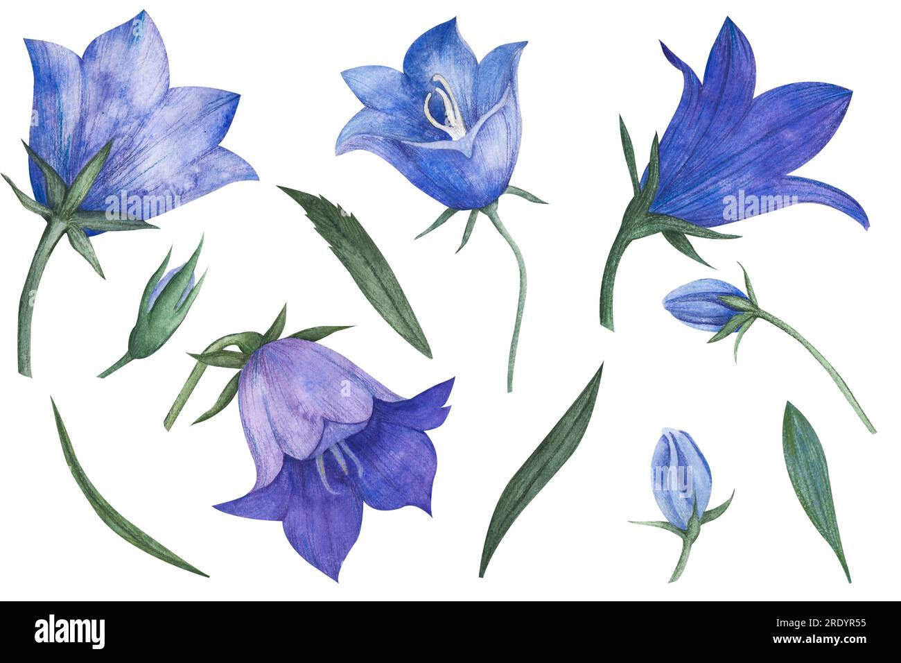 Watercolor Blue Bell Flower. Hand drawn set with flowers and buds ...