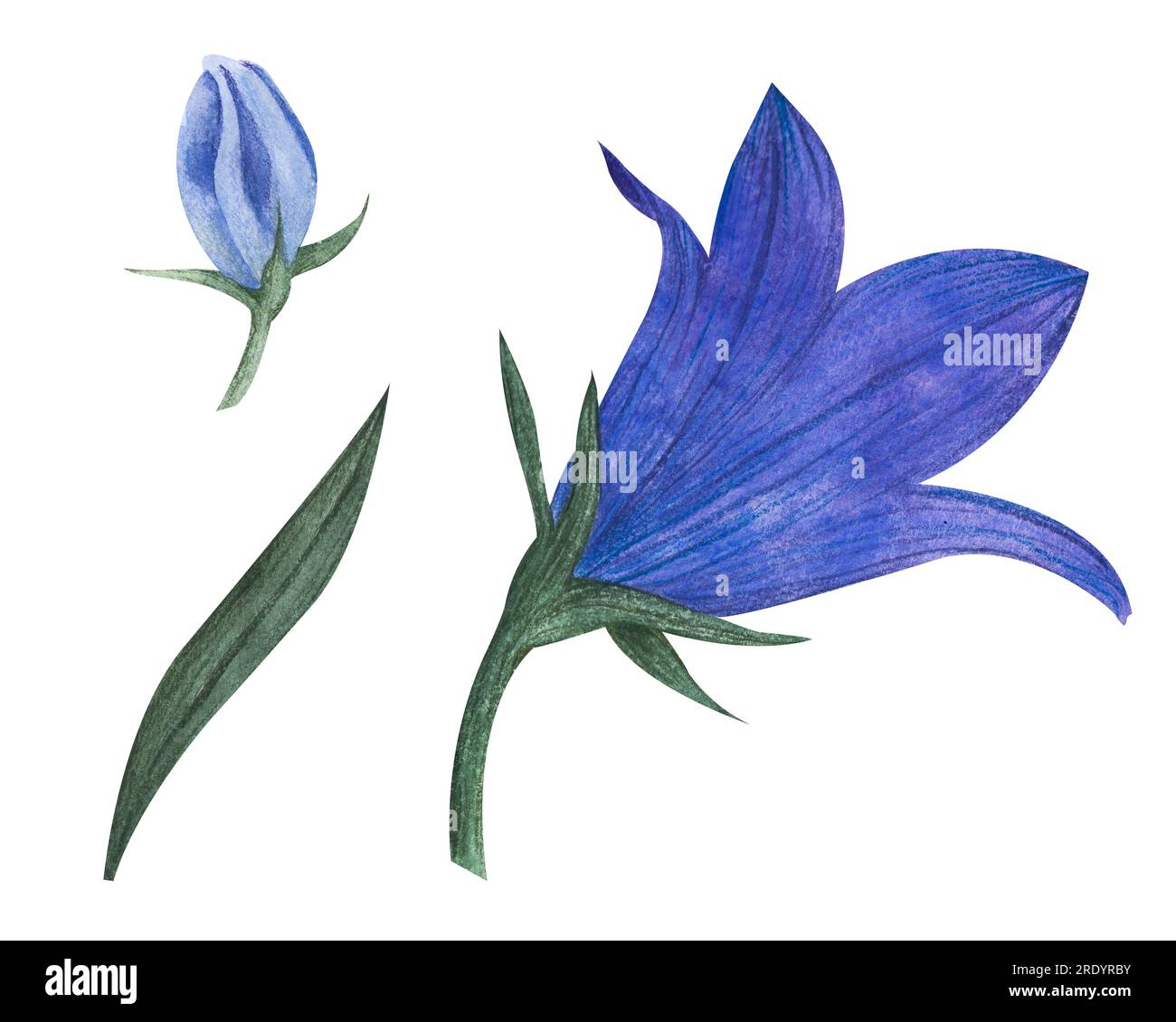 Watercolor Blue Bell Flower. Hand drawn set with flowers and buds ...