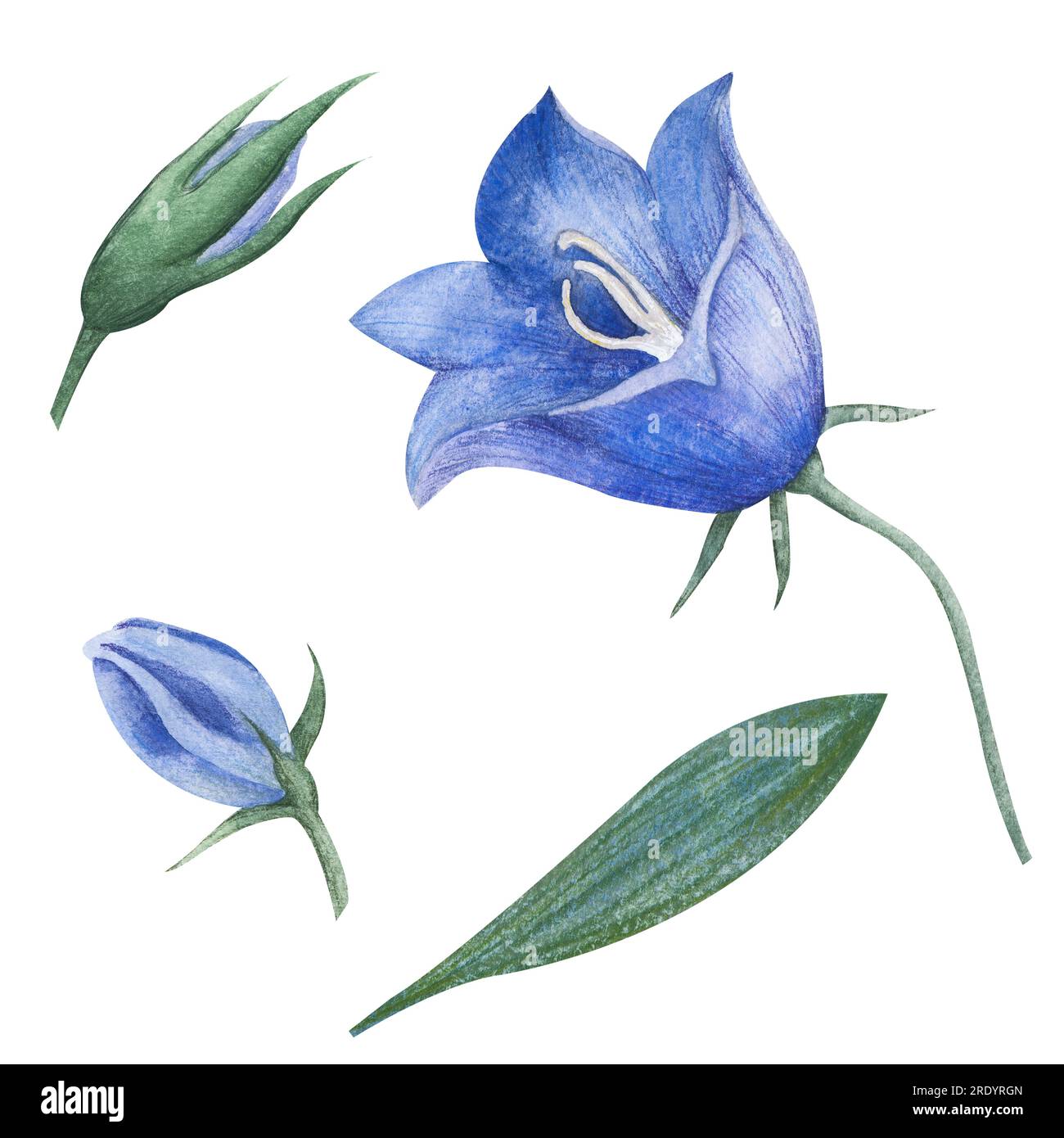 Watercolor Blue Bell Flower. Hand drawn set with flowers and buds ...