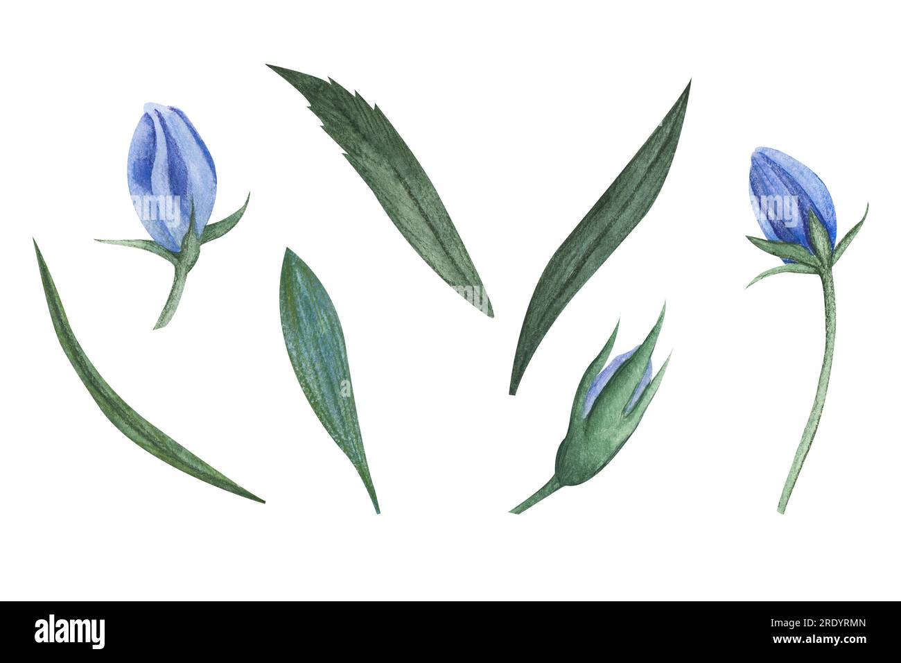 Watercolor Blue Bell Flower. Hand drawn set with flowers and buds ...