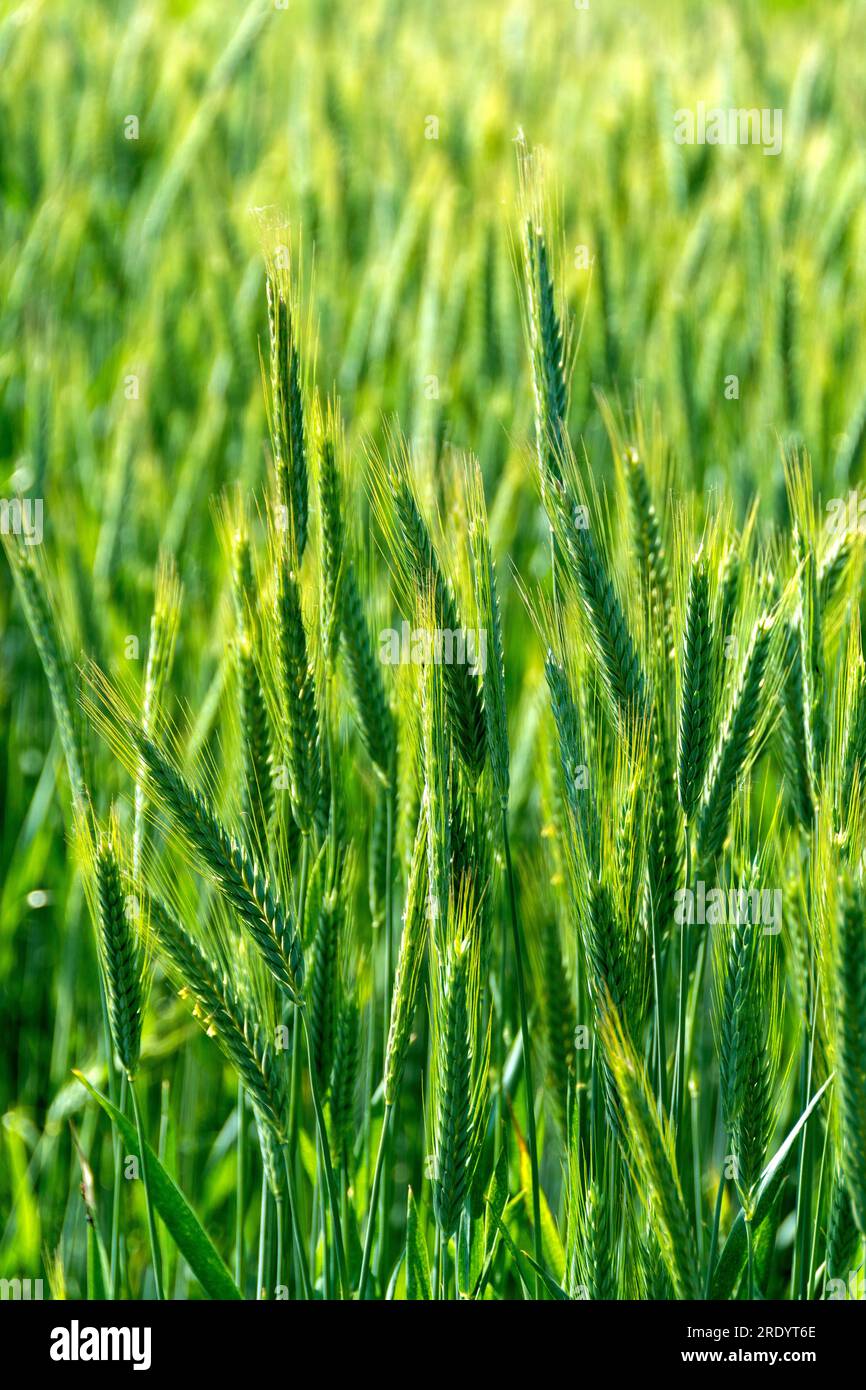 Hodeum vulgare hi-res stock photography and images - Alamy